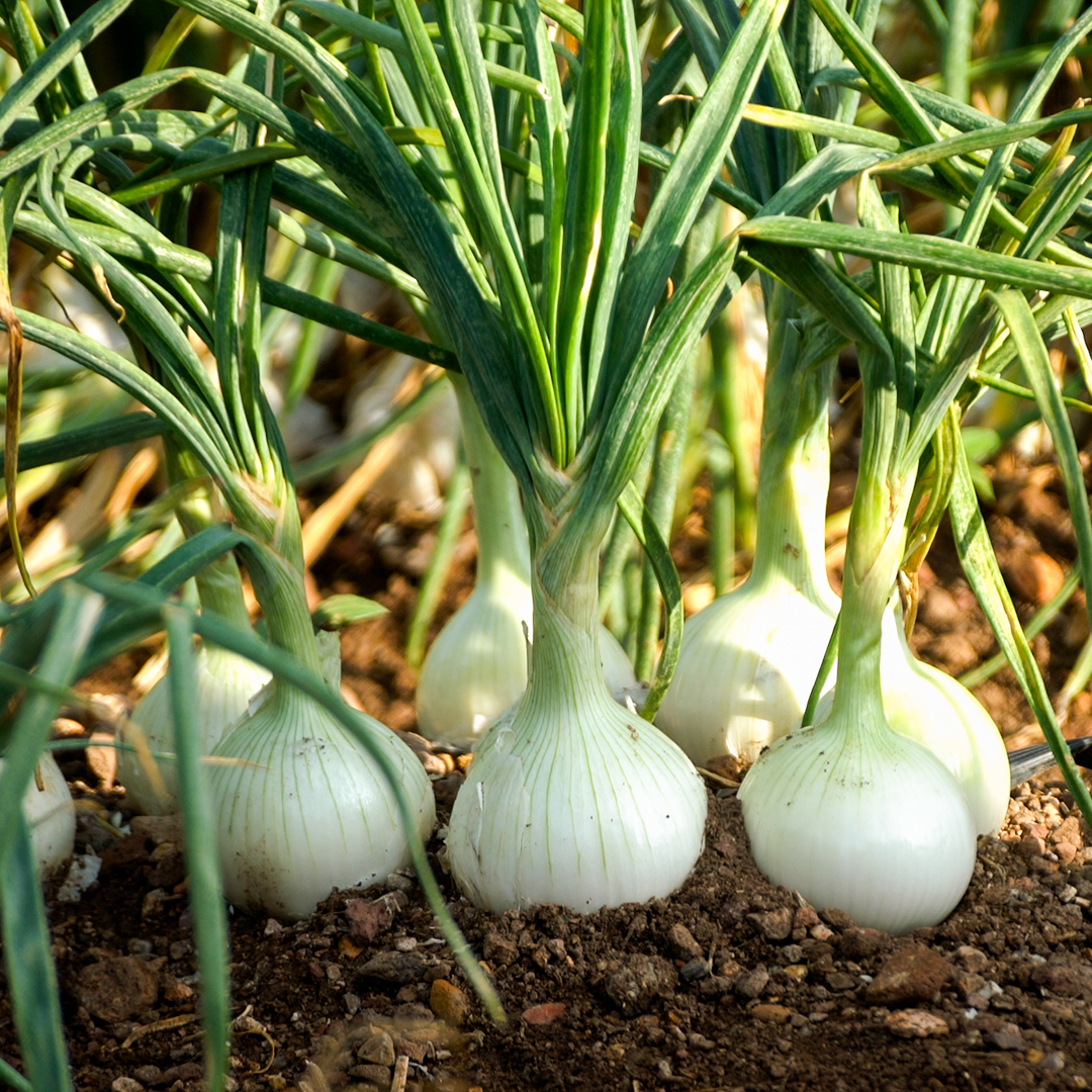 Evaluación de la Actividad Radicular y Rizósférica en el Cultivo de ...